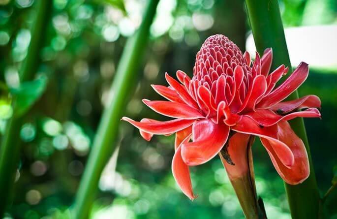 Some Beautiful but Dangerous Flowers | SACHI SHIKSHA - The Famous ...